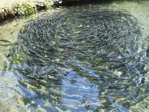 Fish farming in the Amazon Rainforest - Option for the region's economy