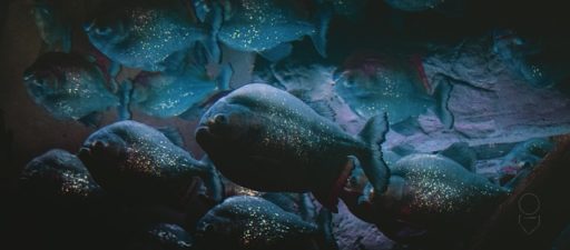 🥇 Amazon river fish: 7 unique species of the Amazon Basin