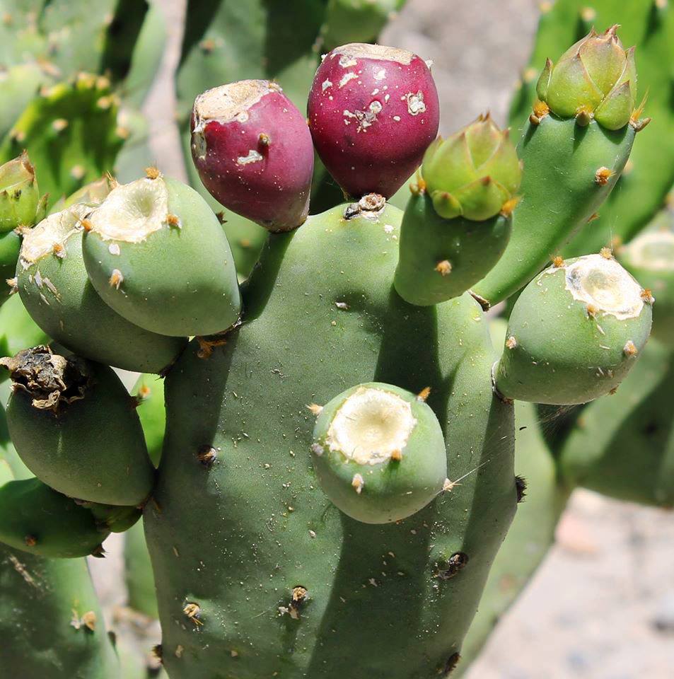 Plantas medicinales del Amazonas | Poder curativo | ¿Dónde comprar?