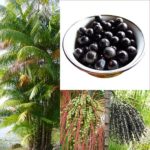 Acai, asai, asaí or açaí: a fruit that cures EVERYTHING ...