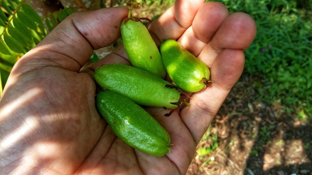 Plantas medicinales del Amazonas | Poder curativo | ¿Dónde comprar?