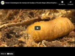 Rhynchophorus palmarum - ¿Plaga, Super-alimento o medicina?