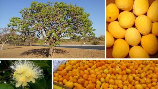 Todo sobre el Pequi o Nuez Souari | Fruta Milagrosa | ¡Recetas!