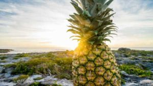 Pineapple: All About The Queen of Tropical Fruits - Del Amazonas