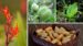Achira (Canna indica) sagú, bijao o capacho: alimento y medicina