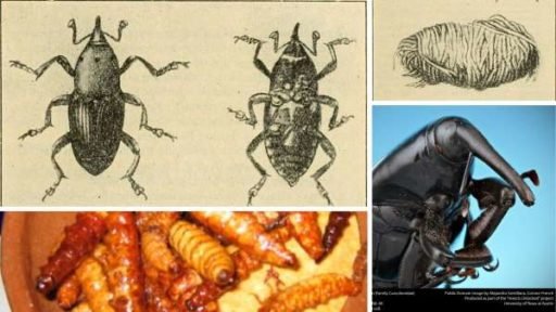 Rhynchophorus palmarum - ¿Plaga, Super-alimento o medicina?