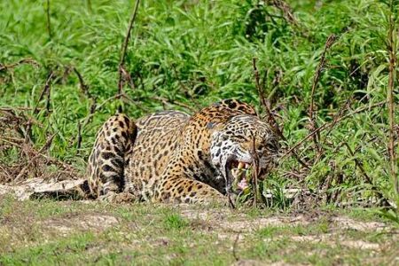 🥇 Jaguar (Panthera Onca): the King of the Amazon jungle (+VIDEOS)
