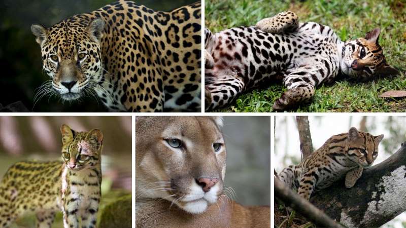 Felinos del Amazonas | 5 especies y sus habilidades ¡extraordinarias!