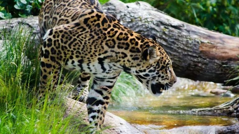 🥇 Jaguar (Panthera Onca): the King of the Amazon jungle (+VIDEOS)