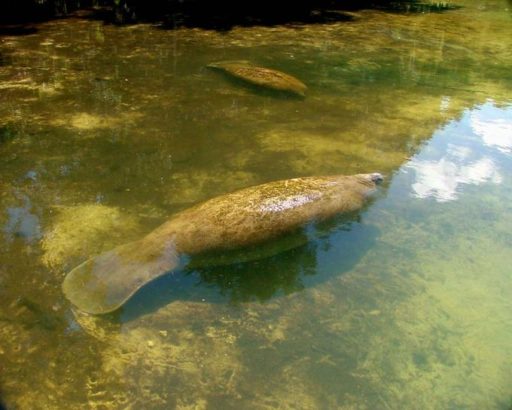 El manatí (Trichechus inunguis) - INFO - FOTOS - VIDEOS