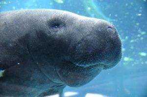 El manatí (Trichechus inunguis) - INFO - FOTOS - VIDEOS
