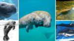 El manatí (Trichechus inunguis) - INFO - FOTOS - VIDEOS