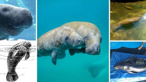 El manatí (Trichechus inunguis) - INFO - FOTOS - VIDEOS