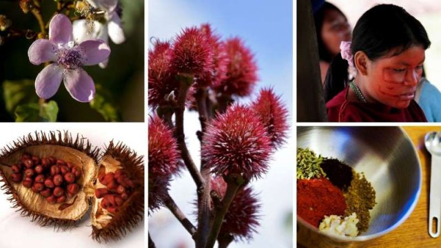 Achiote, onoto, annato, urucú, bija (Bixa orellana): la Semilla de Fuego 🔥