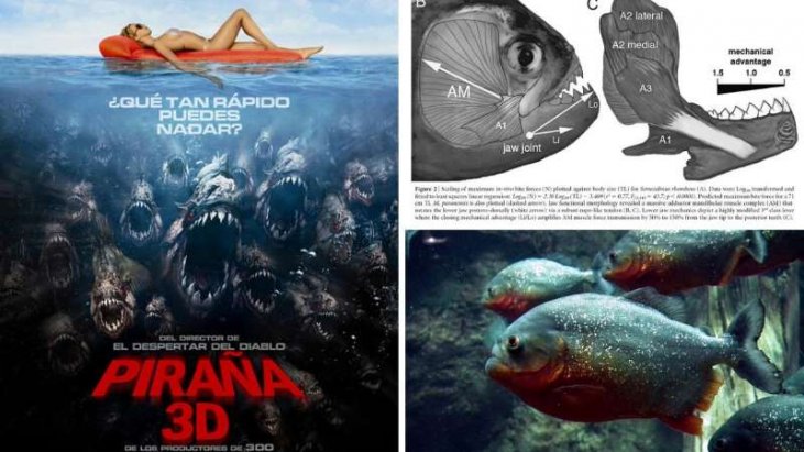 La piraña: ¿espíritu del mal? | Películas | Pygocentrus nattereri, cariba