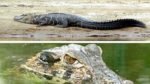 Cocodrilo o Caimán negro - Depredador depredado - Del Amazonas