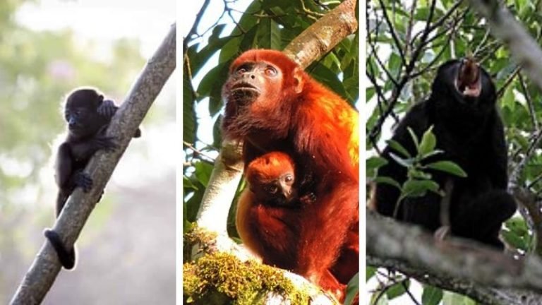 Howler Monkey - Why is the Alouatta called a howler? - Del Amazonas