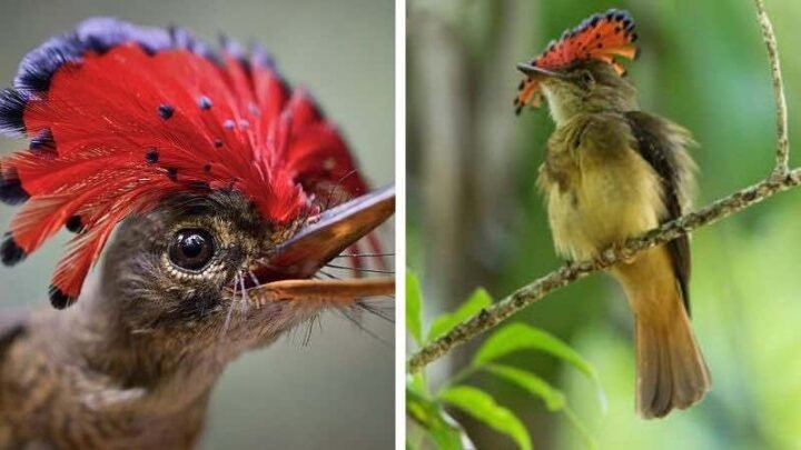 Amazonian Royal flycatcher - He looks like a king with his beautiful ...