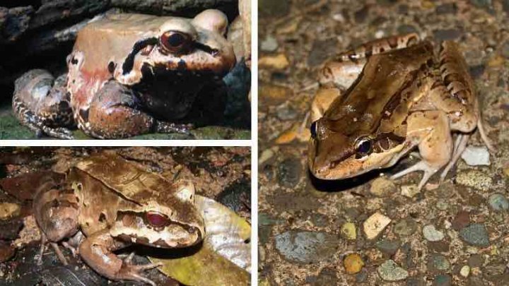 Rana terrestre gigante - Platillo de comunidades nativas - Del Amazonas