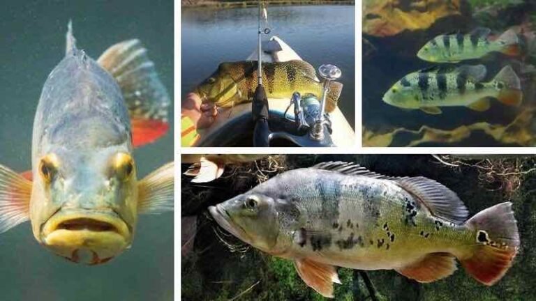 🔥 The Tucunaré: an intelligent, strong and very tasty fish - Del Amazonas