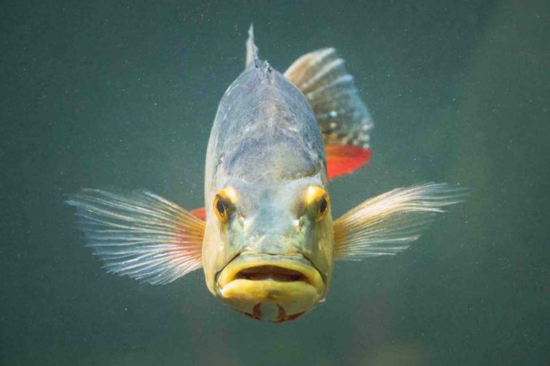 🔥 The Tucunaré: an intelligent, strong and very tasty fish - Del Amazonas