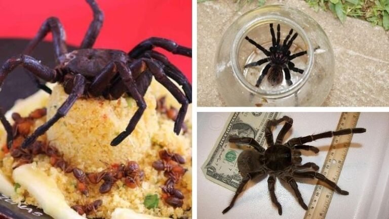 Goliath birdeater (Theraphosa blondi) Giant Spider - Terrifying and ...