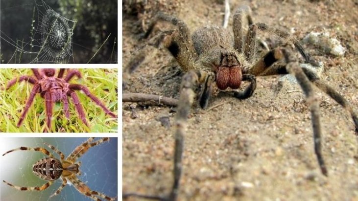 Arañas del Amazonas | Pavorosas y acechantes | Del Amazonas