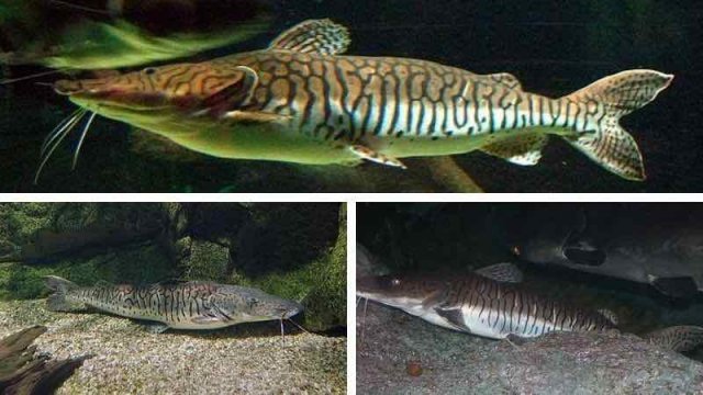 ⇨ Surubi Fish (Pseudoplatystoma fasciatum) - Threatened and vulnerable.