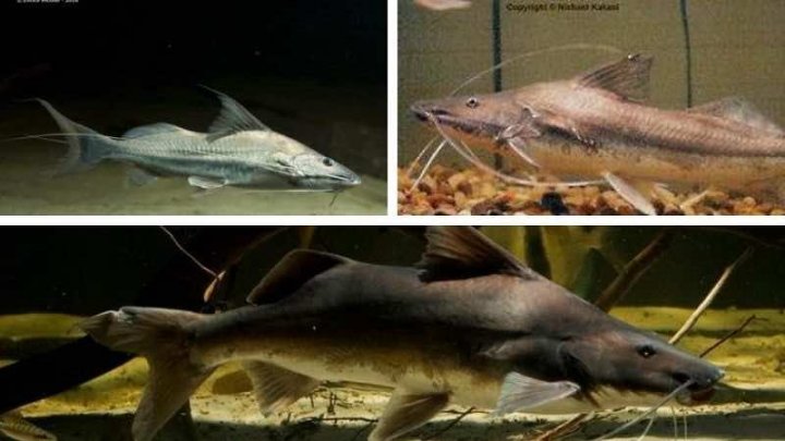 Piraiba, Laulau catfish or Manitoa (Brachyplatystoma vaillantii ...