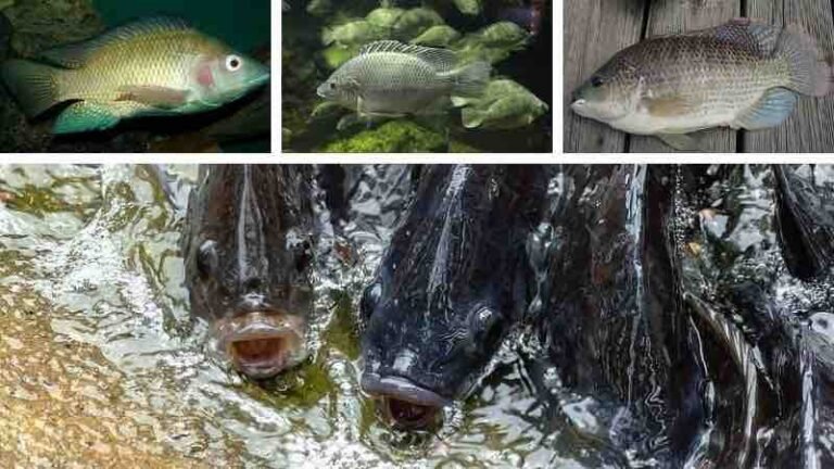 Tilapia fish (Oreochromis sp.) Characteristics - Introduced, profitable ...