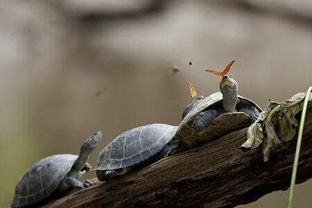 Tortuga charapa o arrau (Podocnemis expansa) - Del Amazonas