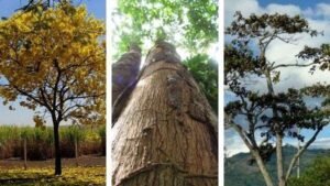 🥇 10 timber trees from the Amazon Rainforest - Photos, description, names