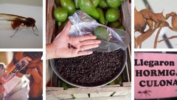 ⇨ Hormigas culonas (Atta laevigata) - En Col, Per, Ecu, Bra, Bol y Ven