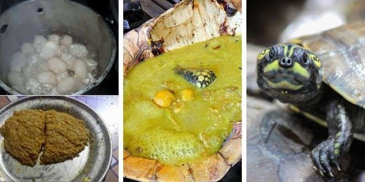7 platos típicos del Amazonas con huevos y carne de tortuga charapa