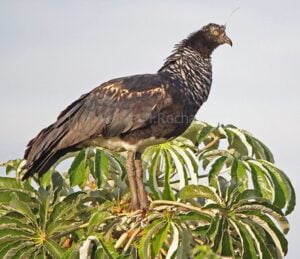 🥇 Birds of the Amazon Rainforest: parrots, raptors, hummingbirds