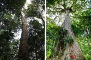 Dinizia excelsa: el árbol más alto del Amazonas - Del Amazonas