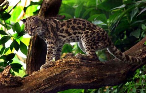 🥇 Felinos del Amazonas - 5 especies y sus habilidades ¡extraordinarias!