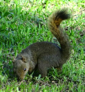 10 Amazon Rainforest rodents + Photos + Videos (dishes)