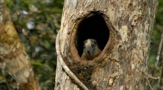 10 Amazon Rainforest rodents + Photos + Videos (dishes)