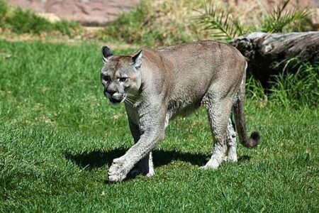 🥇 Amazon Rainforest Cats and Big Cats - 5 unique species