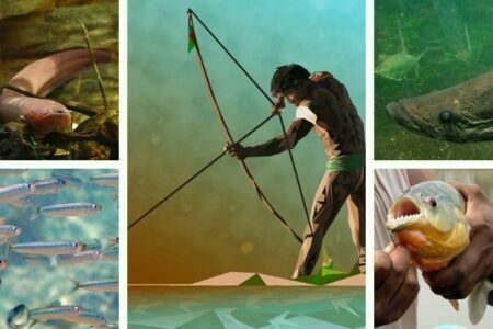 Amazon River fishing - Types, places, Amazonian fish.