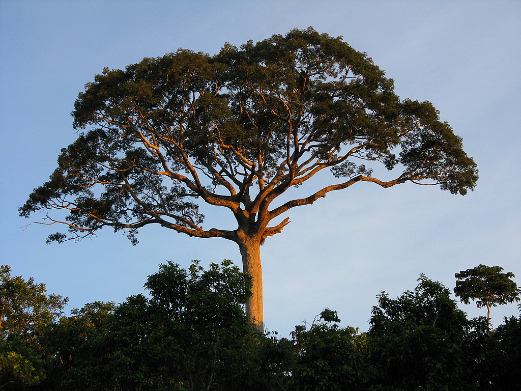 Yoi y el principio del mundo - Mitos y Leyendas del Amazonas - Colombia