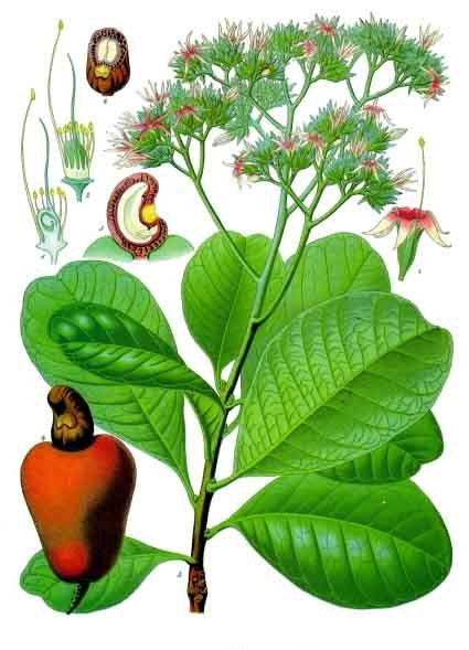 Anacardo (Anacardium occidentale L.): el aliado de la memoria