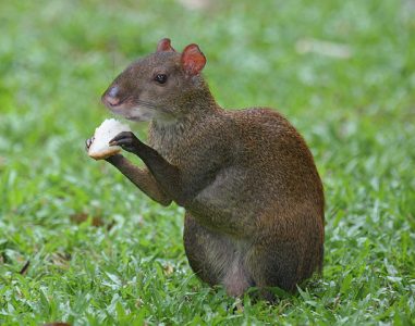 Agouti, Añuje or Guatusa (genus Dasyprocta spp.)