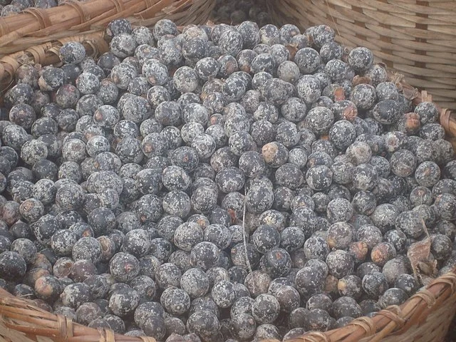 Bacaba (Oenocarpus bacaba Mart.) - Fruto, beneficios y recetas