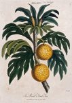 Árbol de Pan (Artocarpus altilis) - “súper fruto” con sabor a pan