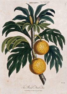 Árbol de Pan (Artocarpus altilis) - “súper fruto” con sabor a pan