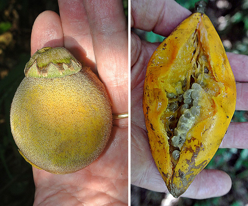 Chambira (Astrocaryum chambira): la fibra del tejido ancestral