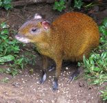 Agouti, Añuje or Guatusa (genus Dasyprocta spp.)