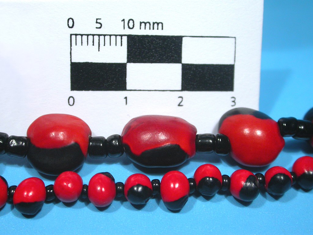 Huayruro (Ormosia coccinea): usos artesanales y medicinales + Toxicidad ...